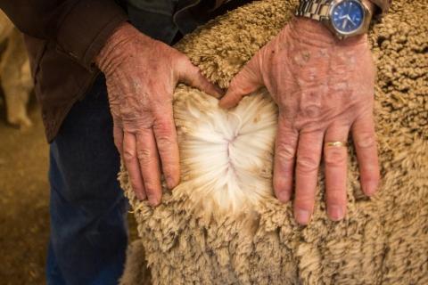 Future Opportunities for Sheep Genetics in Wales: Breeding for Improved Wool Quality | Farming ...
